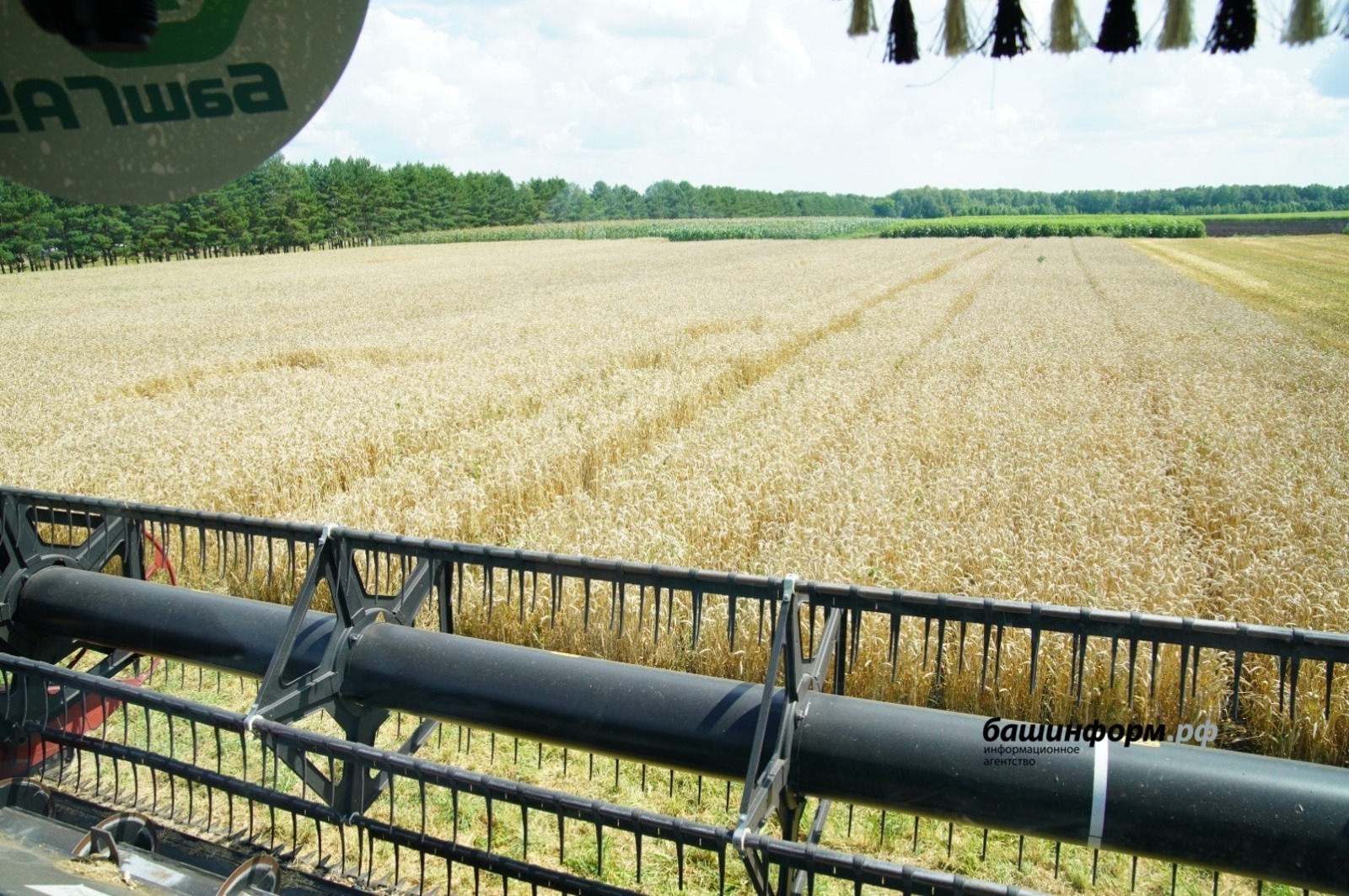 Башкирское зерно покоряет мир: 200 тысяч тонн экспортировано в 18 стран